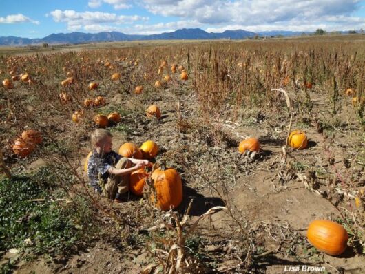 Traditional Fall Family Activities » The Stay-at-Home-Mom Survival Guide
